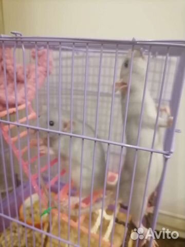 Крыса дамбо