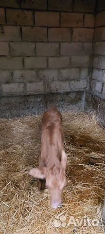 Теленок-тёлка,родилась06.01.22. От хорошей породы