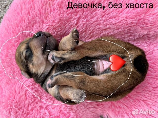 Милые дружочки