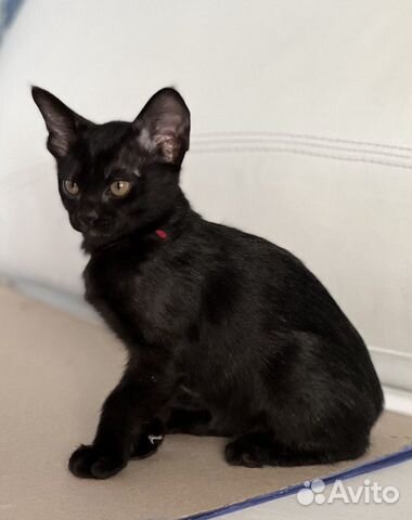 Бомбейские котята