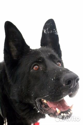 Чистокровный овчар Блэк-Мотя ищет дом