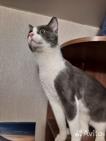 Кот молодой бесплатно