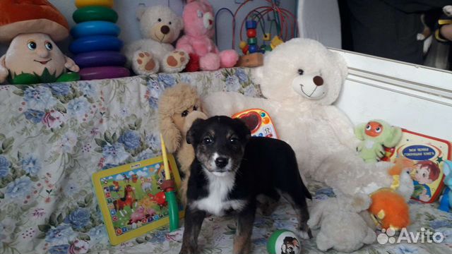 Щенки 2 мес, девочки, будут среднего роста