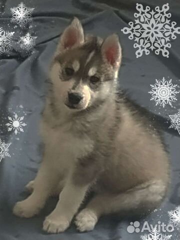 Щенок хаски. Девочка 1,5 мес