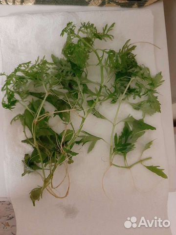 Водоросли пресноводные обмен