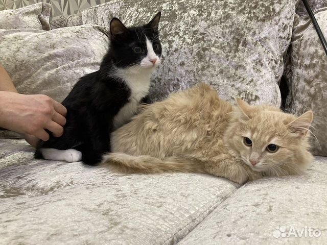 Два чудесных котенка ищут дом