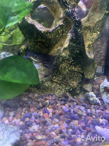Отдам аквариумного сомика (мистус полосатый)