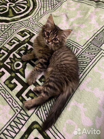 Сибирские котята