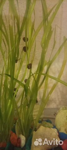 Аквариумные улитки