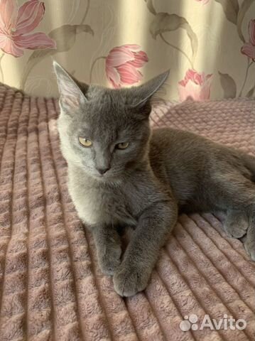 Продам русскую голубую кошечку