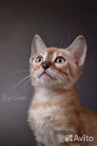 Бенгальские кошечки для души и в разведения