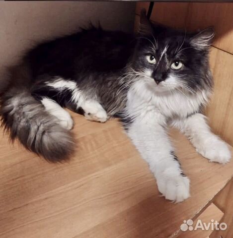 Молоденький котик норвежская лесная в добрые руки