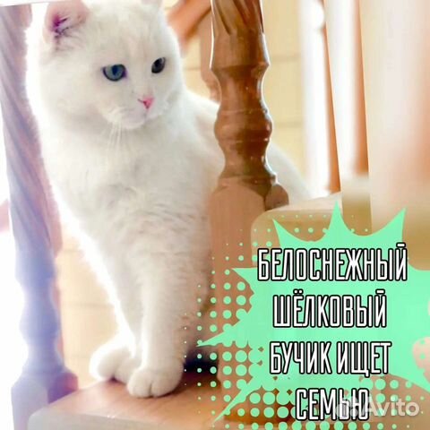 Белый котёнок фенотип британской породы