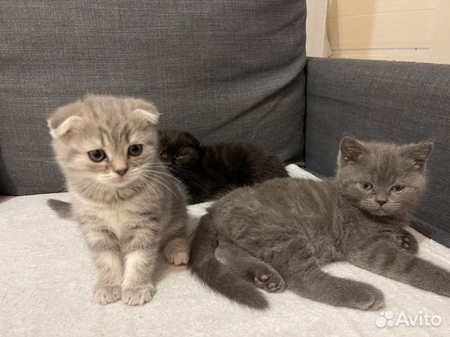 Котята, шотладцы