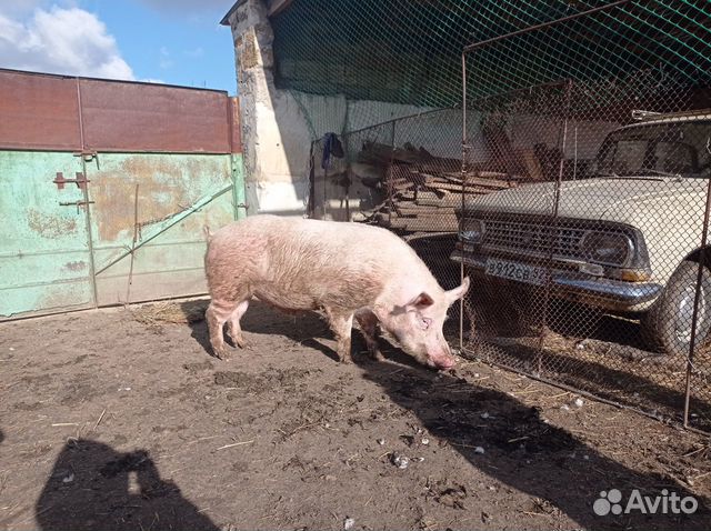 Продаётся Хряк