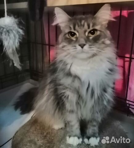 Кошечка в добрые руки