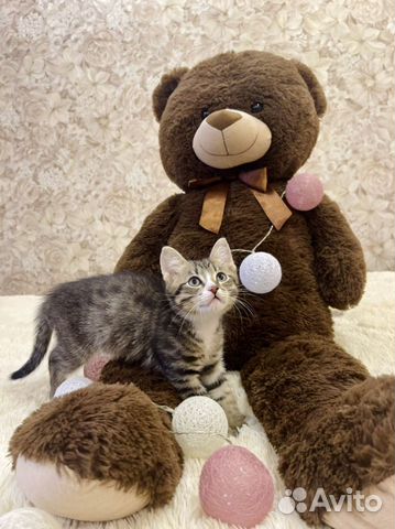 Сибирский котенок