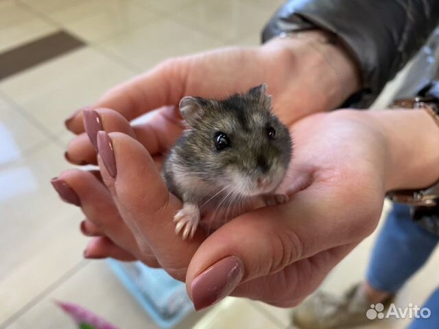Джунгарский хомяк бесплатно