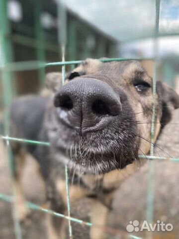 Ариэль хочет домой