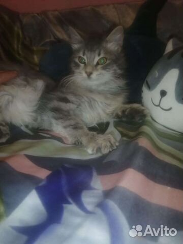 Красавец Элвис ищет дом