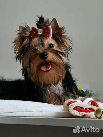 Йоркширский терьер девочка стандарт