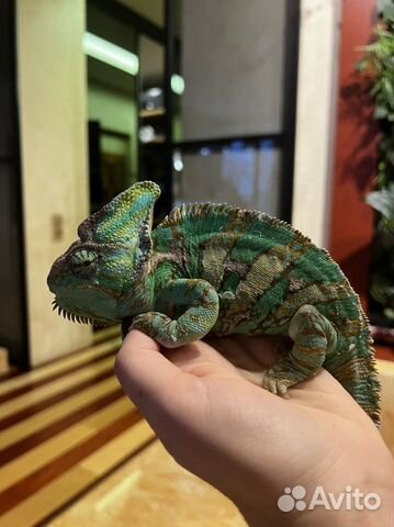 Йеменский хамелеон