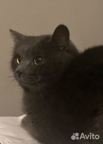 Русская голубая кошка ищет дом