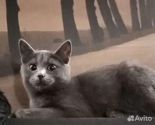 Котёнок Ганс, метис русской голубой