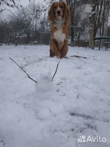 Собака для вязки