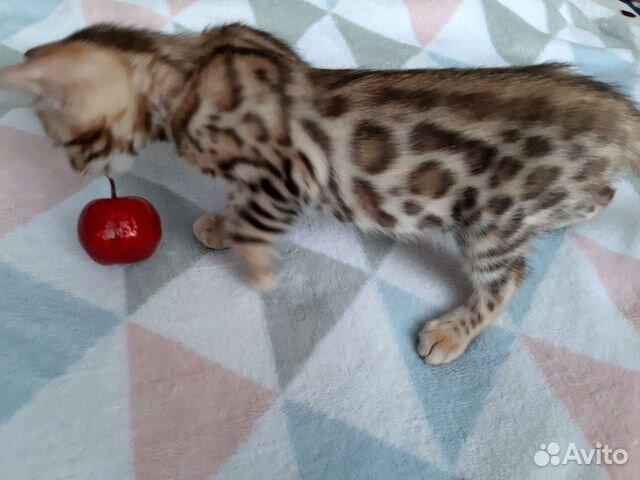 Бенгальские котята