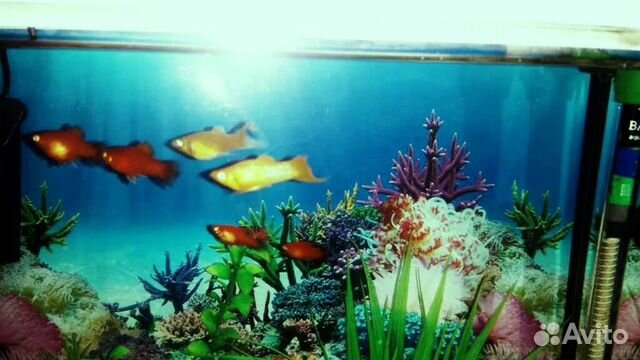 Аквариумные рыбки