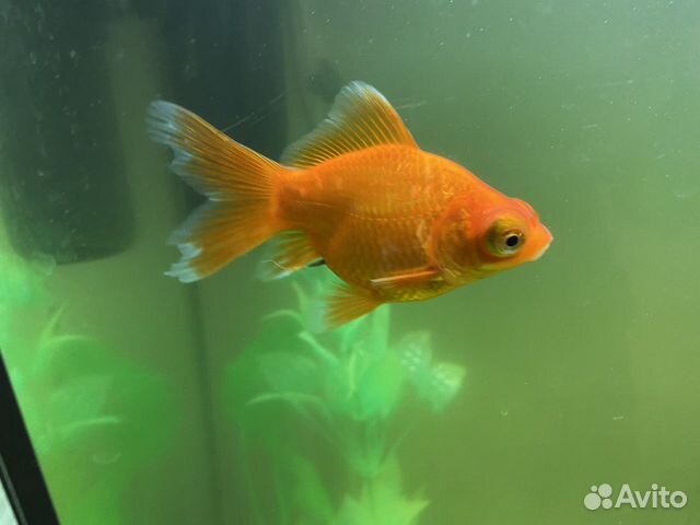 Рыбки: золотая рыбка, гурами, анцитрус,акулий-соми