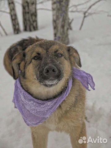 Молодая собака в поисках дома