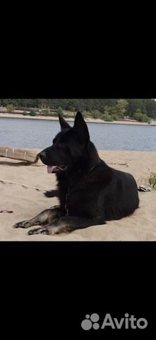 Восточноевропейская овчарка