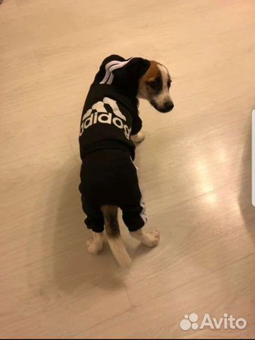 Собаки щенки шпиц