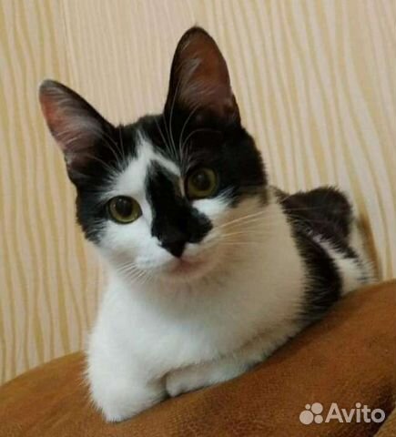 Кошечка Боня