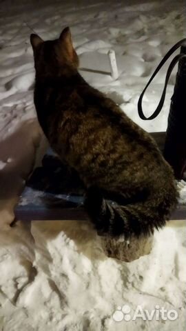 Кошечка простая