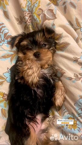 Йоркширский терьер