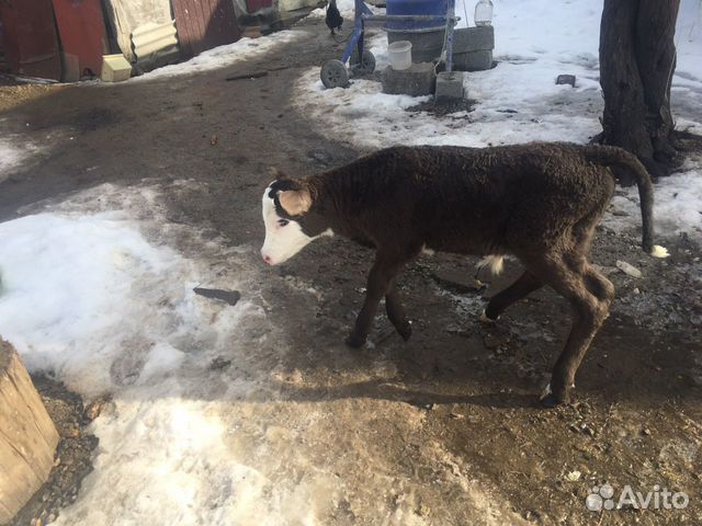 Бычок бычки телята теленок