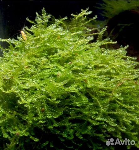 Аквариумные растения, мох