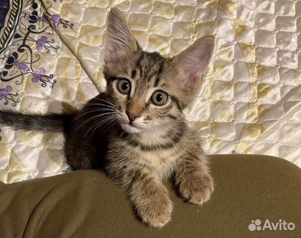 Котенок в частный дом