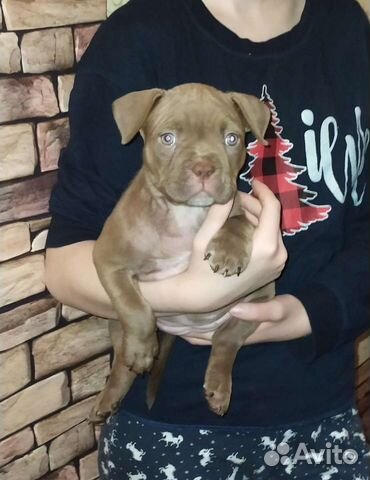 Американский булли плюша