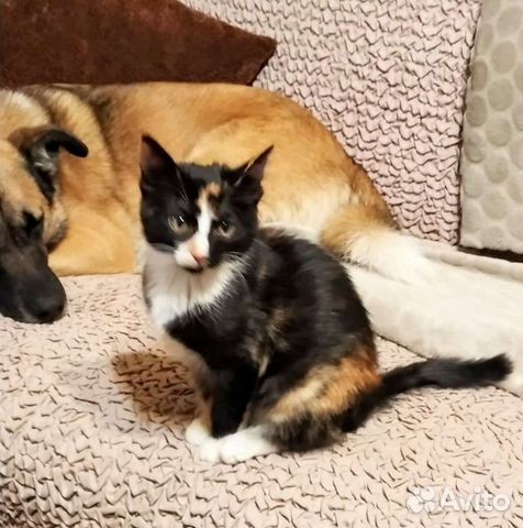 Кошка котёнок 2,5 месяца в дар