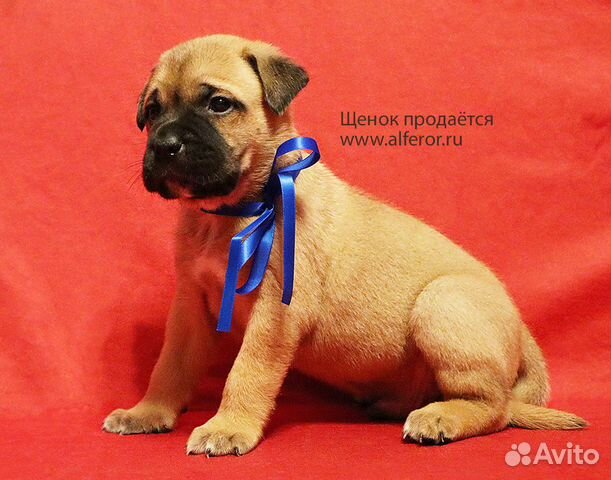 Щенок кадебо - ка де бо