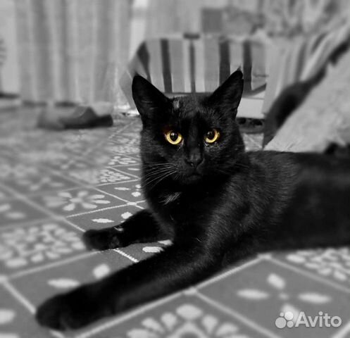 Кот черный Красавчик метис 2года привит ласковый