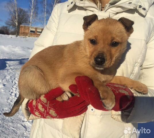 Щенок 3 мес Юта ищет семью
