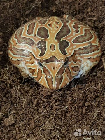 Лягушка рогатка