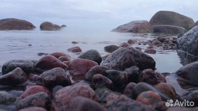 Коралл балянус