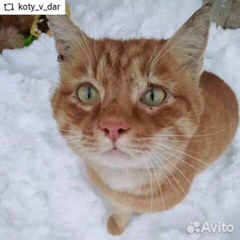 Погибают от холода красивые кошки