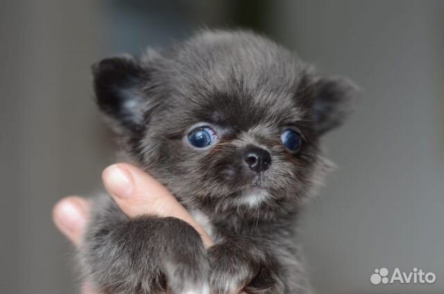 Голубая кнопочка